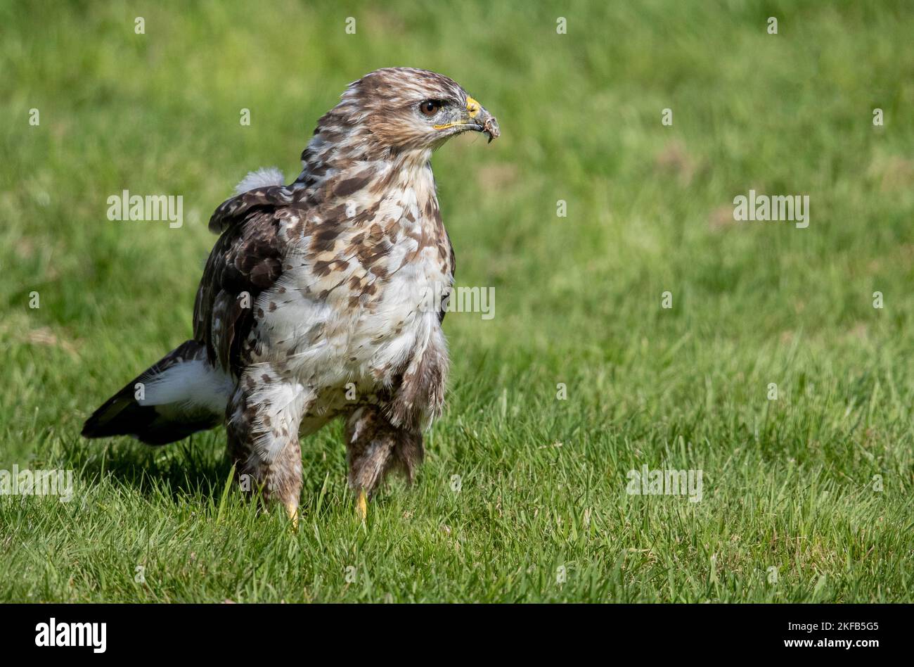 Common Buzzard taken in North Wales, Great Britain, UK Stock Photo - Alamy