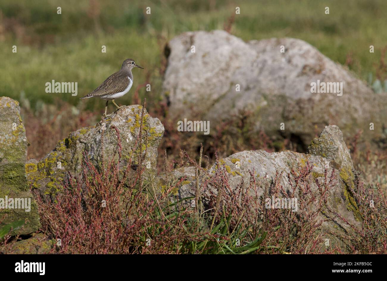 Common Sandpiper taken at Connahs Quay nature reserve on the Dee ...