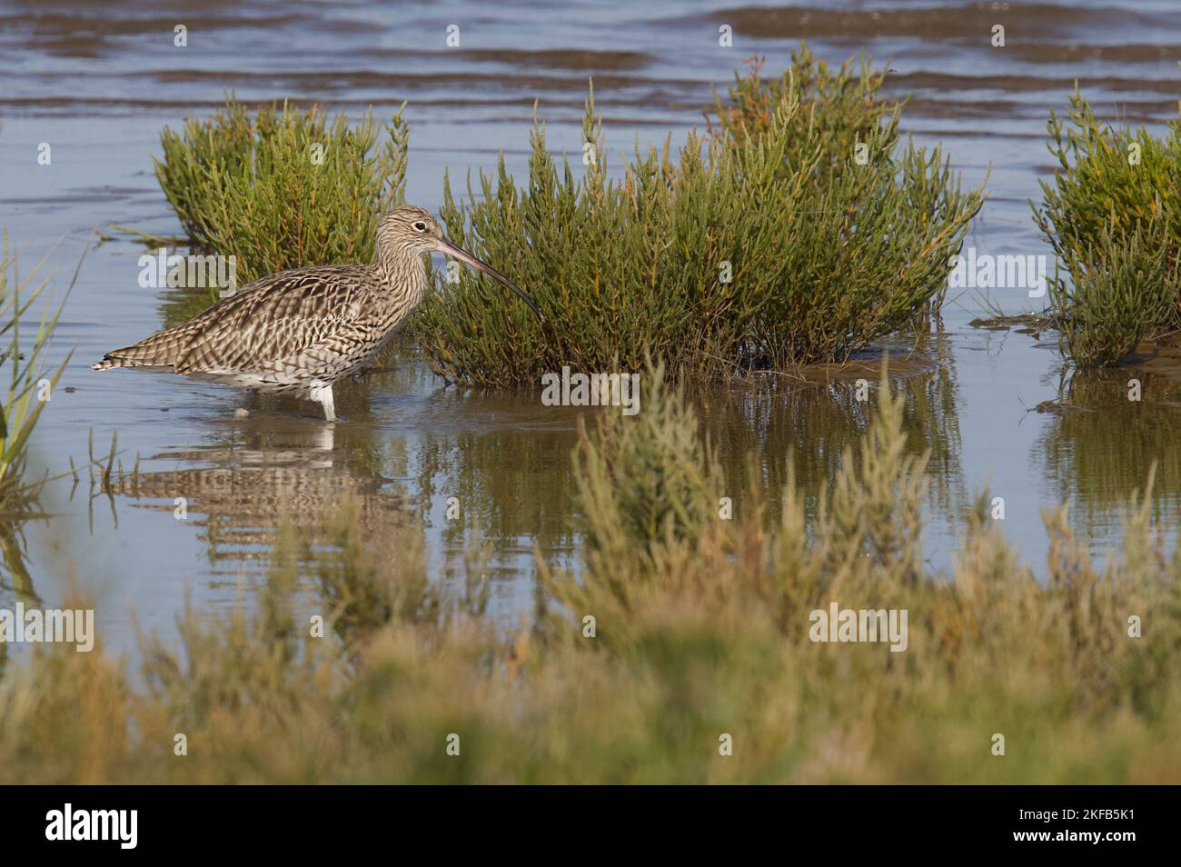 Curlew taken at Connah's Quay nature reserve on the Dee Estuary, North ...