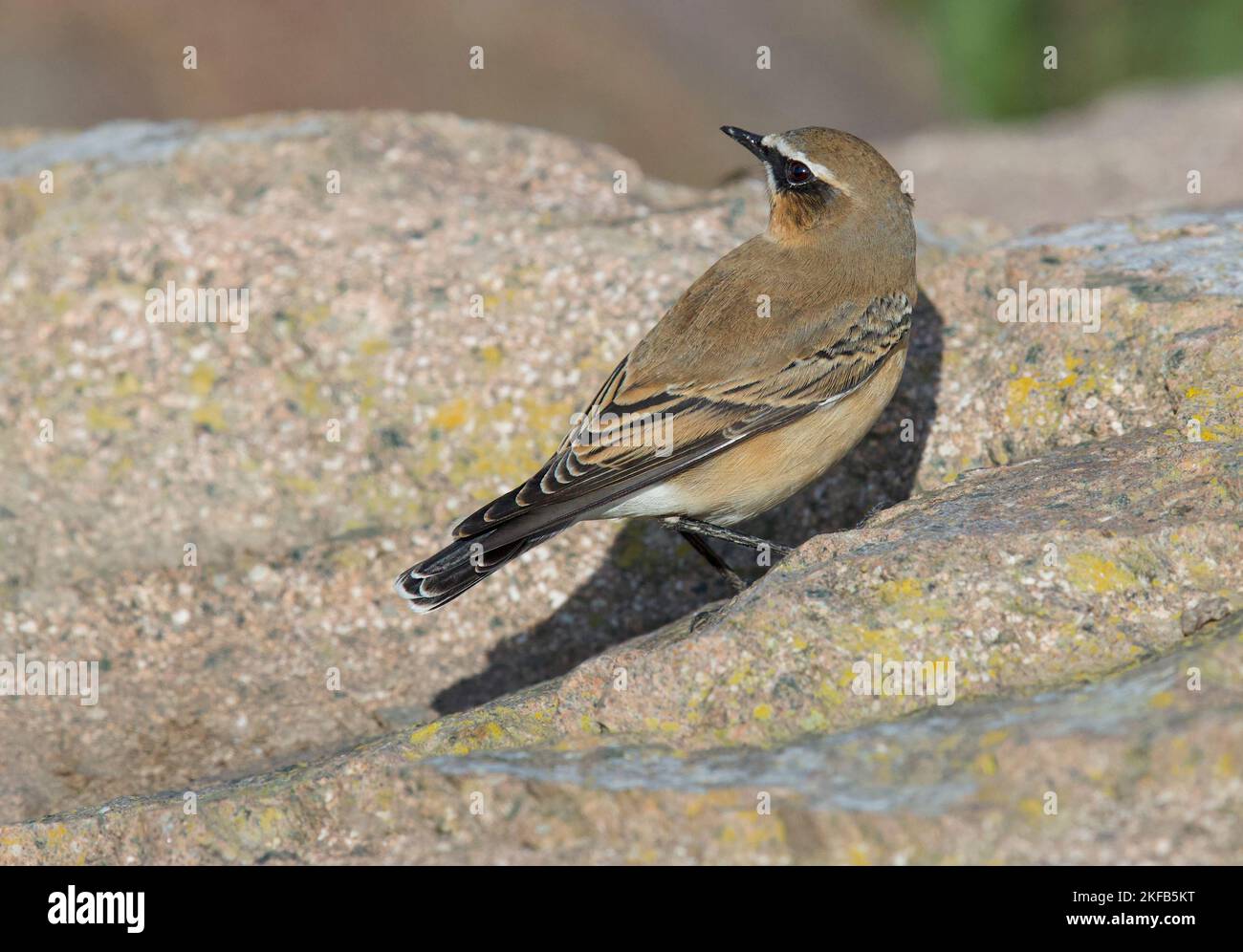 Greenland Wheatear taken on the Dee Estuary, Connahs Quay nature ...