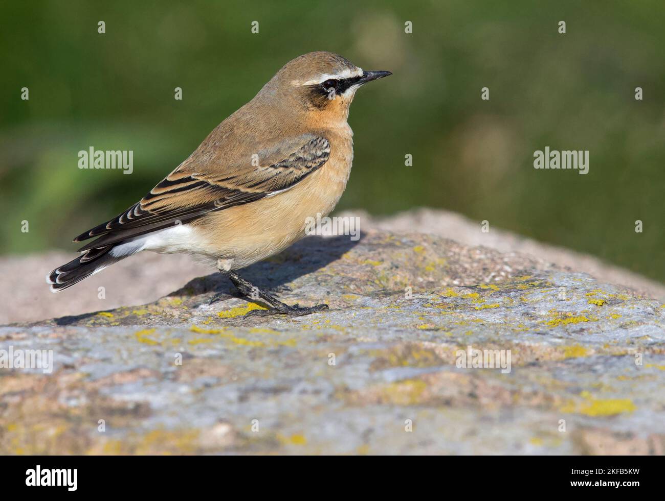 Greenland Wheatear taken on the Dee Estuary, Connahs Quay nature ...