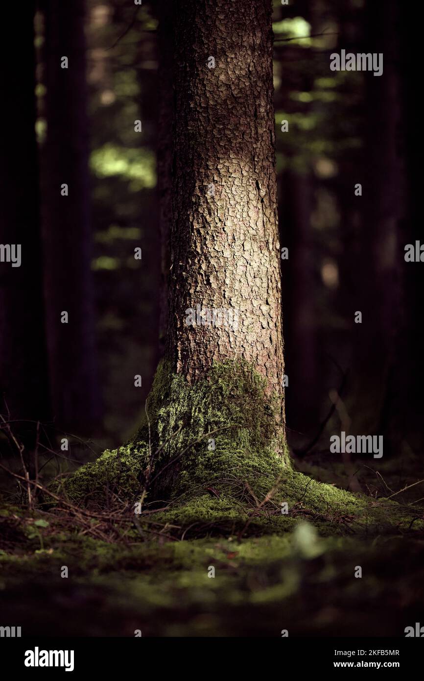 A tree trunk in a forest Stock Photo - Alamy