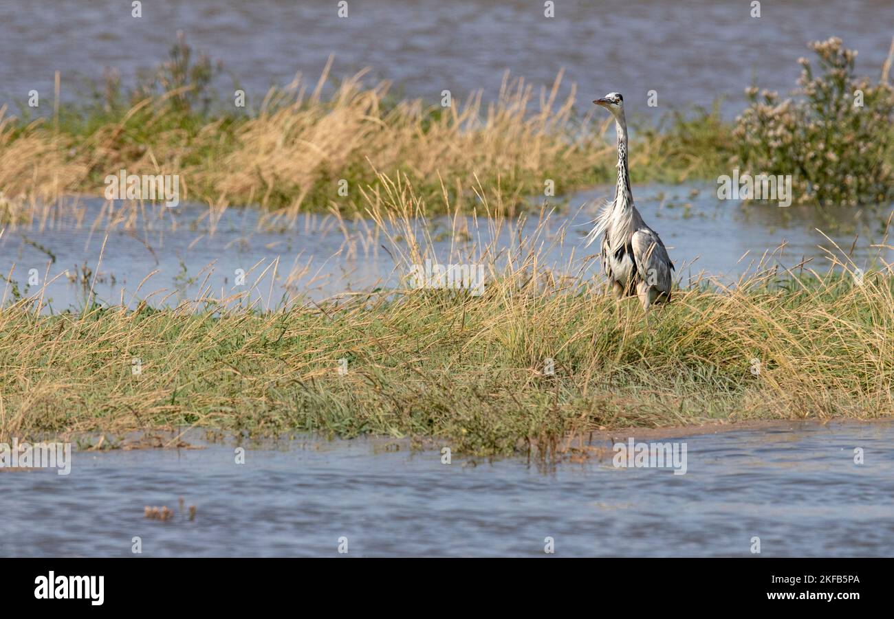 Grey Heron taken on the Dee Estuary, Connahs Quay nature reserve, North ...