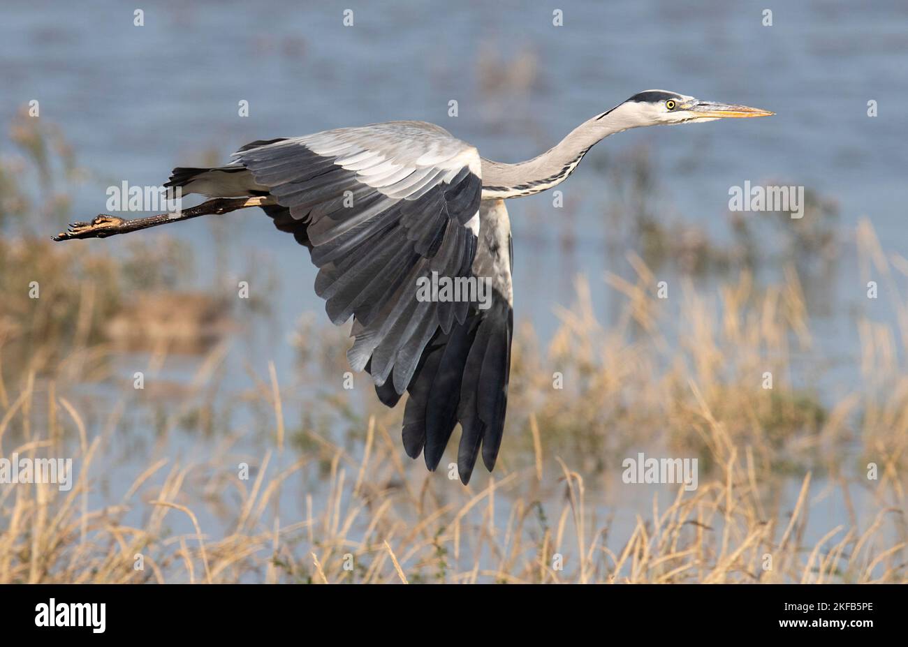 Grey Heron taken on the Dee Estuary, Connahs Quay nature reserve, North ...