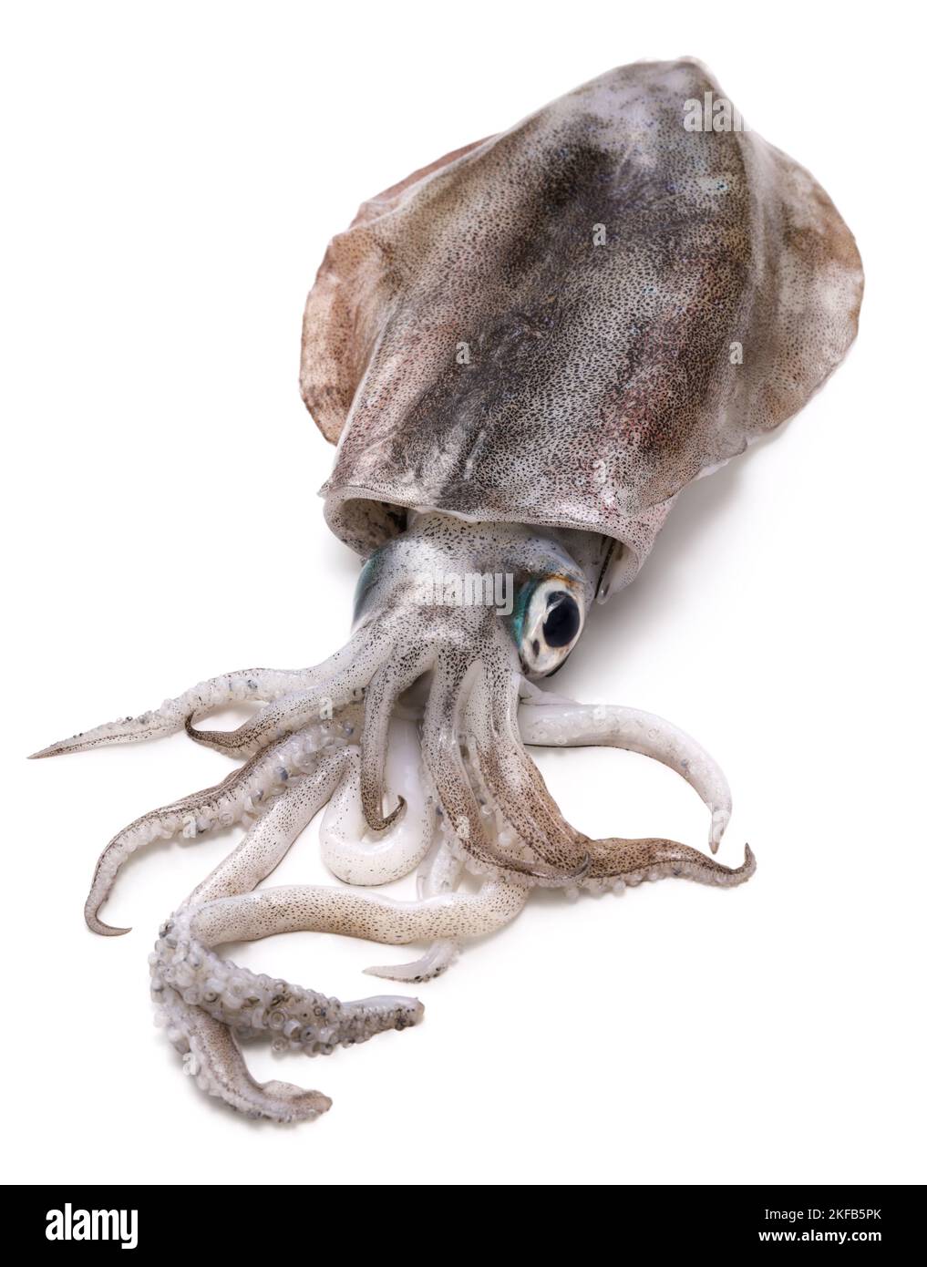 bigfin reef squid, green-eyed squid, oval squid, aoriika, broad squid ...