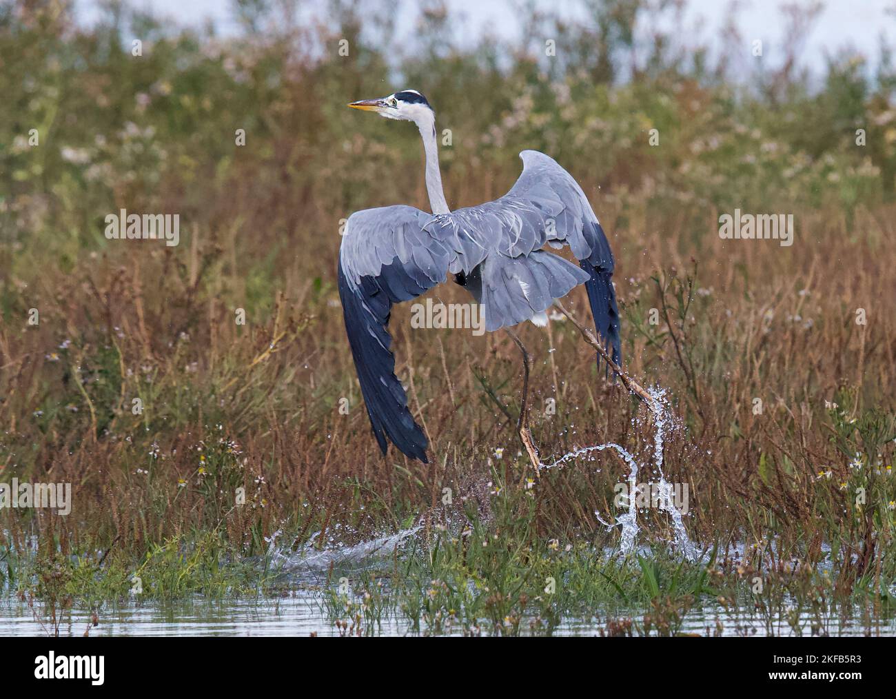 Grey Heron taken on the Dee Estuary, Connahs Quay nature reserve, North ...