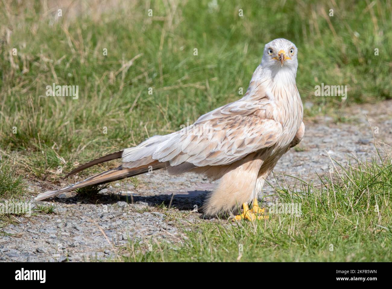 Leucistic birds hi-res stock photography and images - Alamy