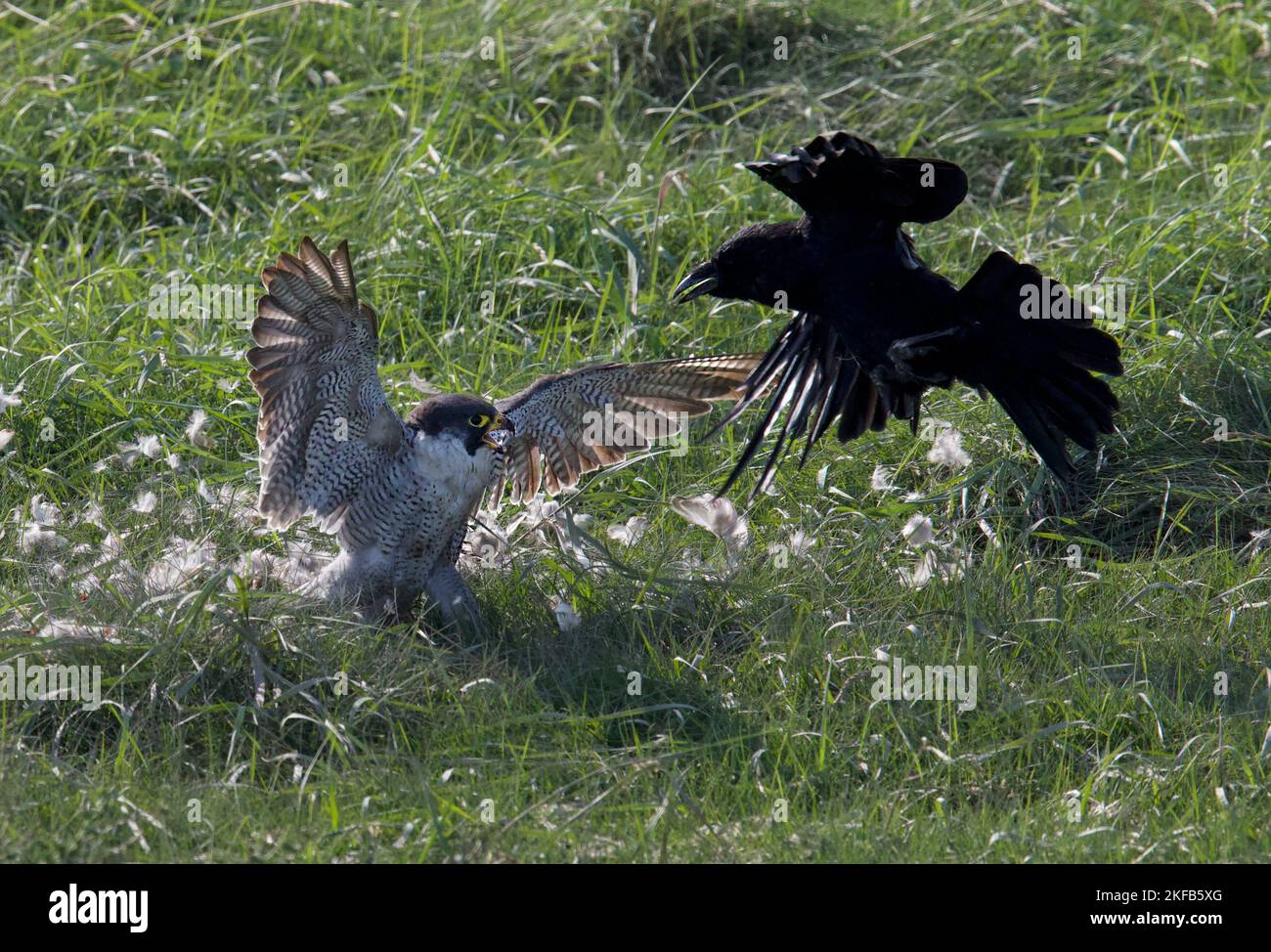 Peregrine Falcon and Raven fighting over a kill the Peregrine made, the ...