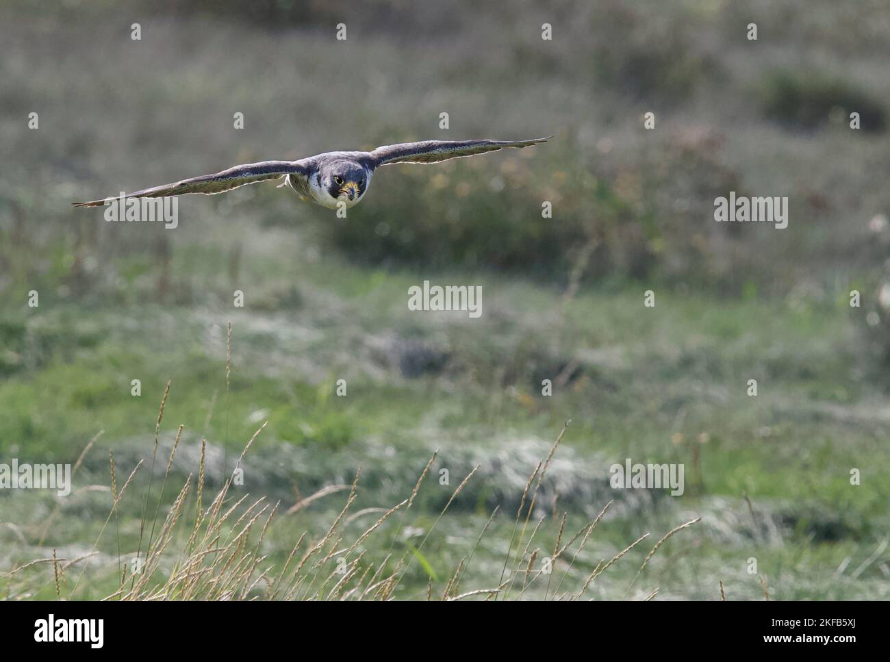 Peregrine attacking raven hi-res stock photography and images - Alamy