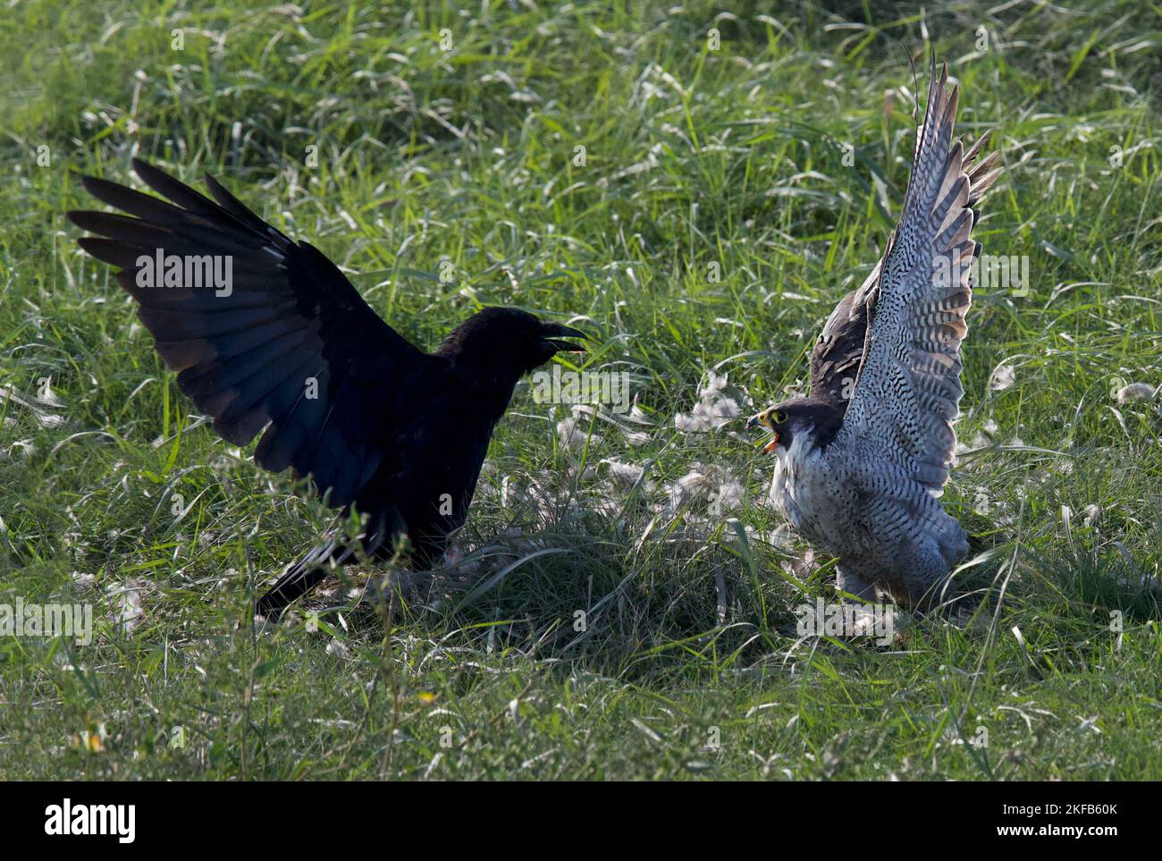 Peregrine Falcon and Raven fighting over a kill the Peregrine made, the ...