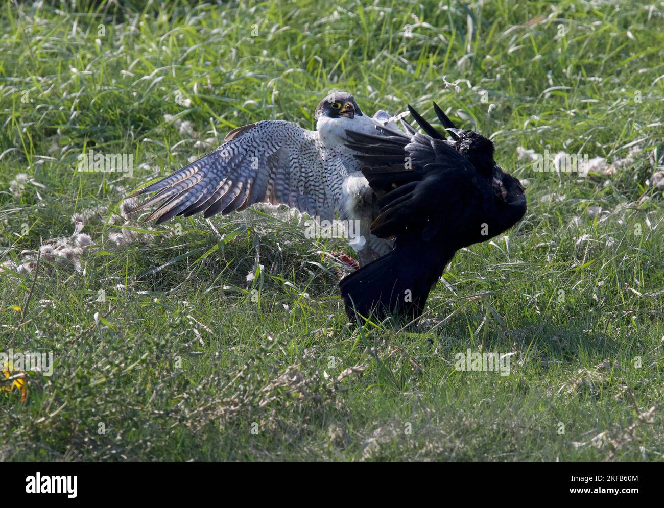 Peregrine attacking raven hi-res stock photography and images - Alamy