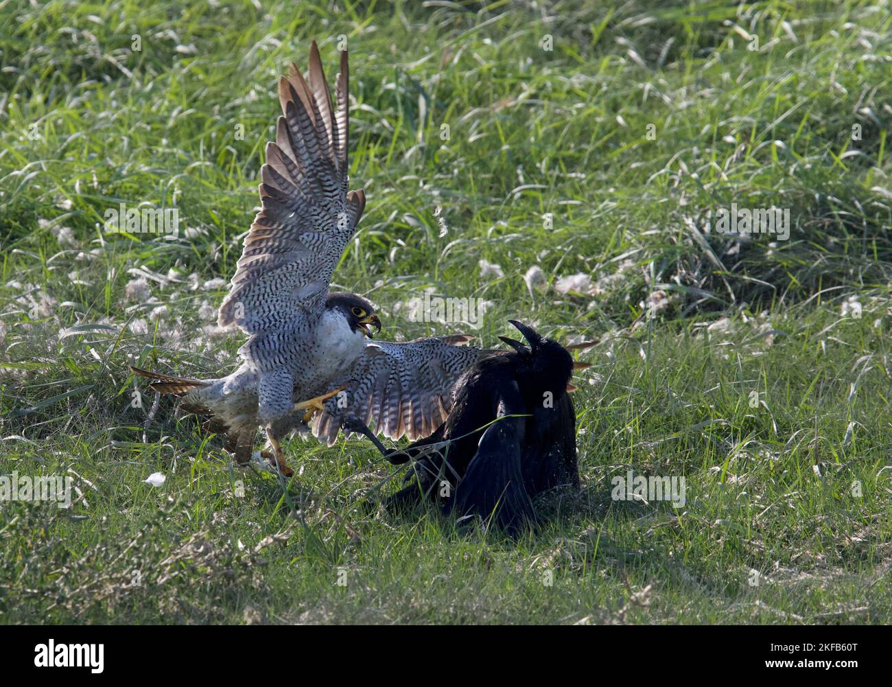 Peregrine Falcon and Raven fighting over a kill the Peregrine made, the ...