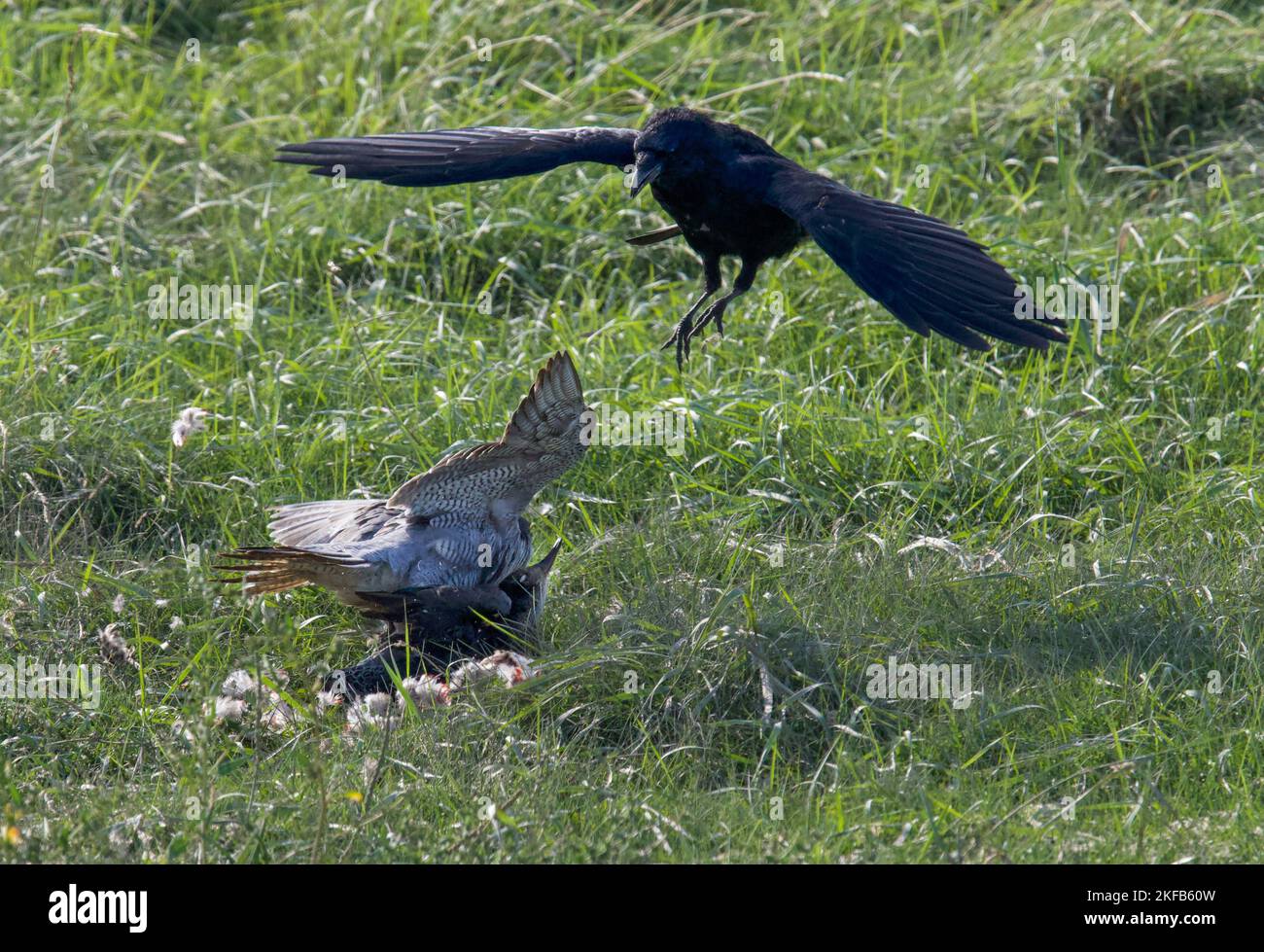 Peregrine Falcon and Raven fighting over a kill the Peregrine made, the ...