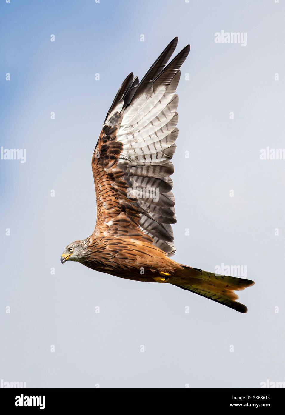 Red Kites and White Kites taken in mid & North Wales Stock Photo - Alamy