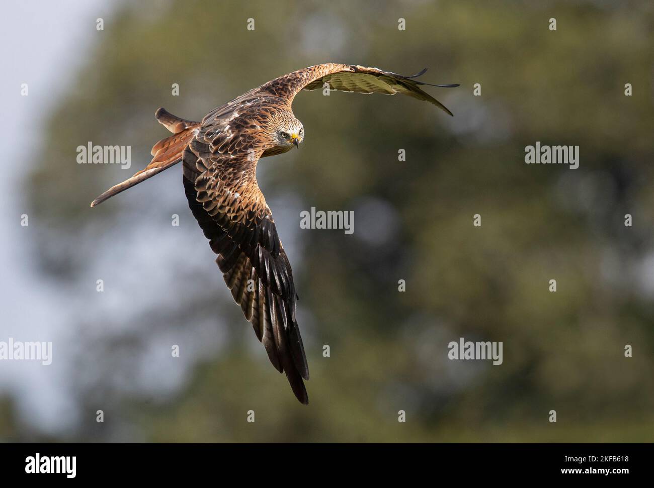 Leucistic birds hi-res stock photography and images - Alamy