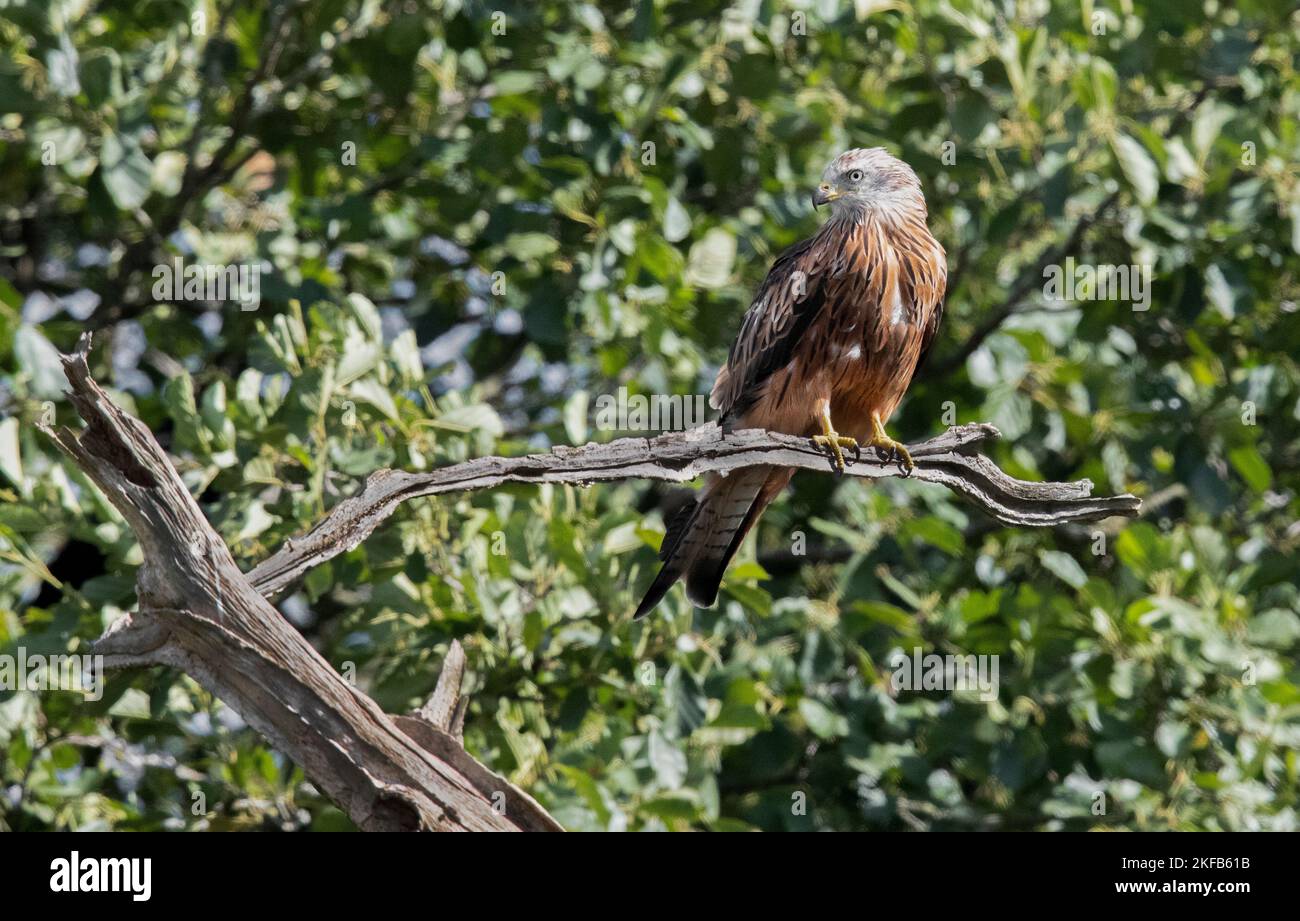 Red Kites and White Kites taken in mid & North Wales Stock Photo - Alamy
