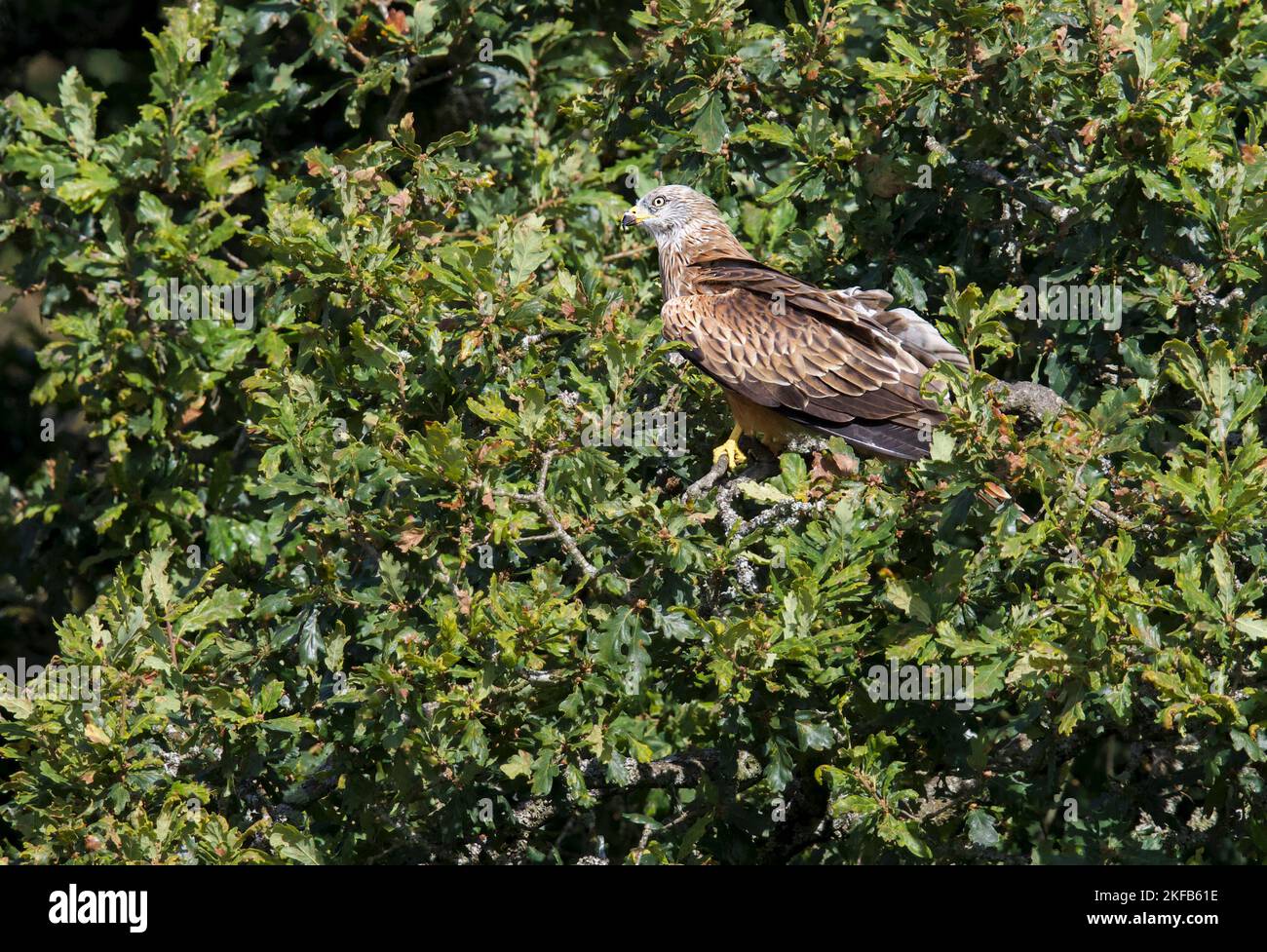 Red Kites and White Kites taken in mid & North Wales Stock Photo - Alamy