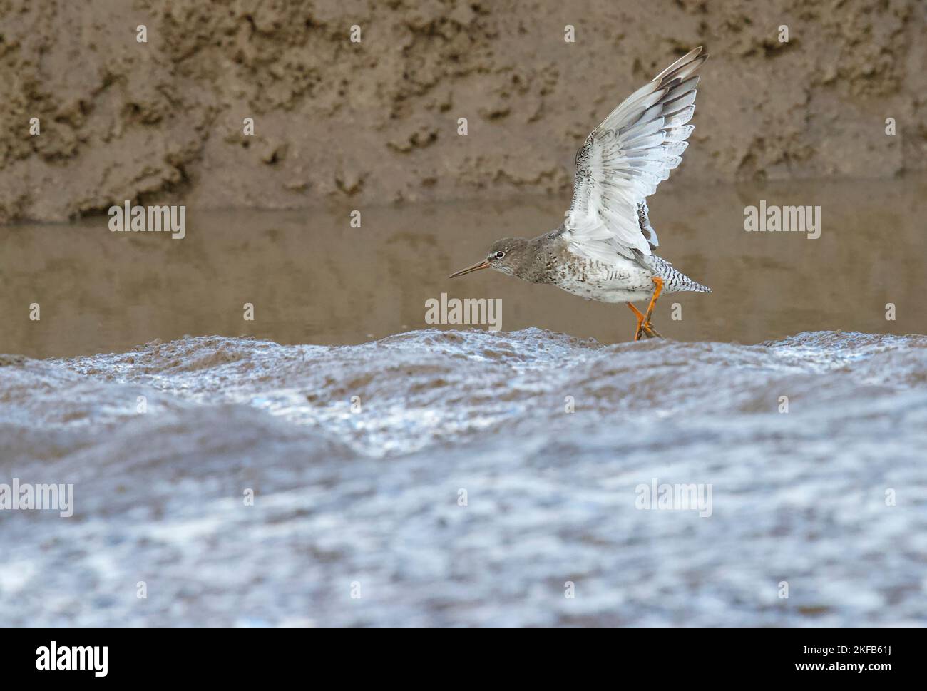Redshank taken at Connahs Quay nature reserve on the Dee Estuary, North ...