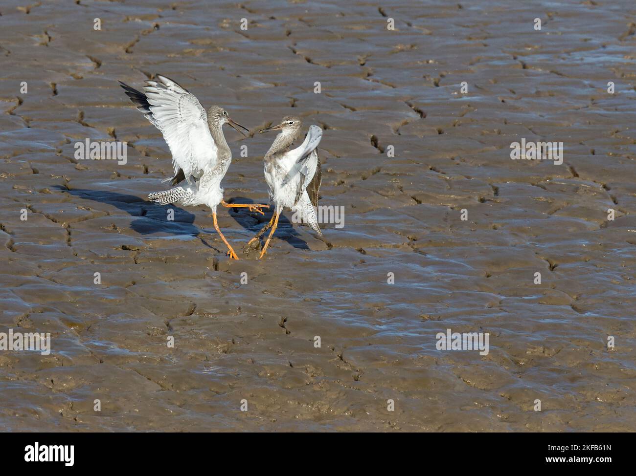 Redshank taken at Connahs Quay nature reserve on the Dee Estuary, North ...