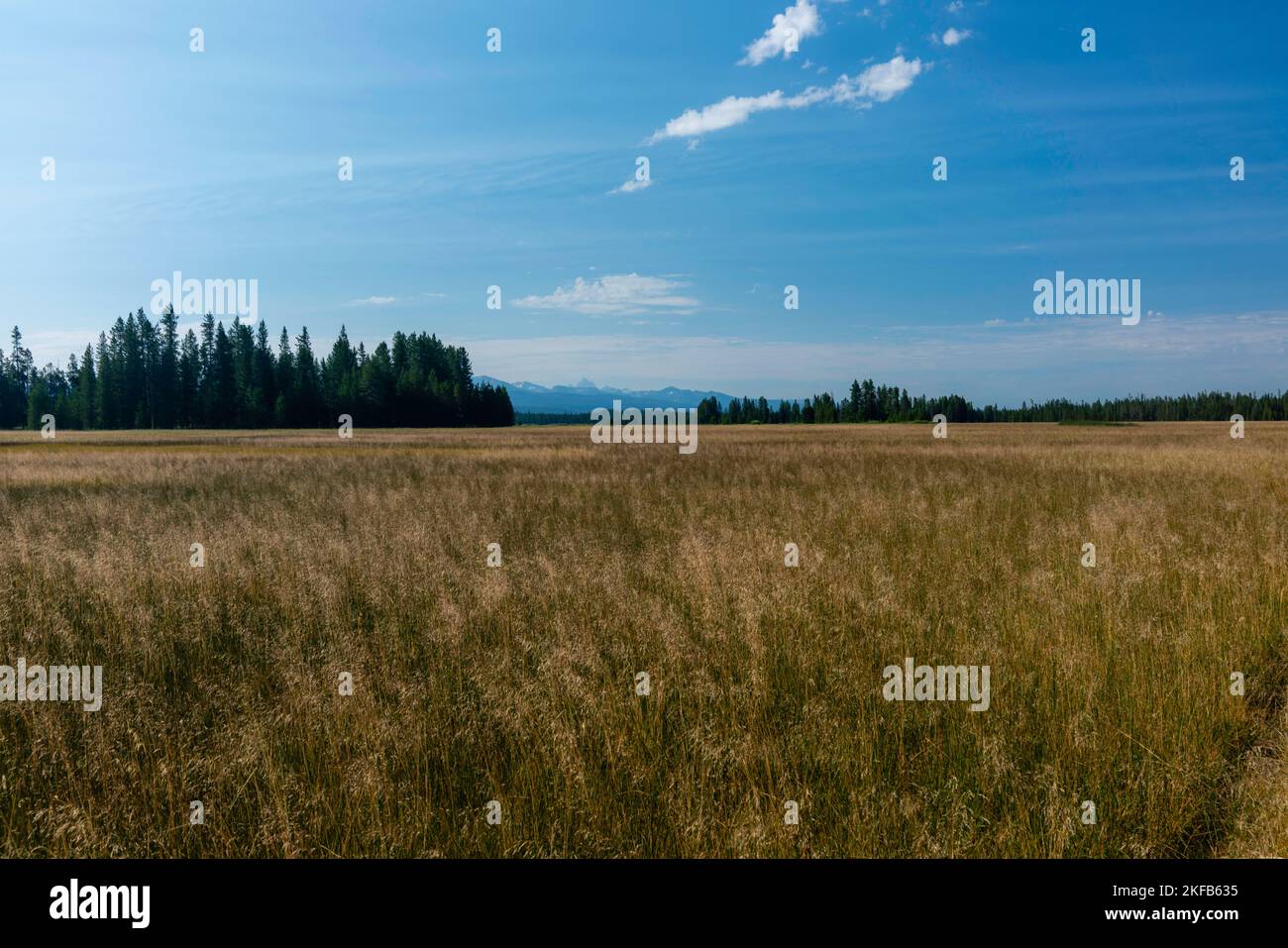 A view across Bechler Meadow in the SW portion of Yellowstone National ...