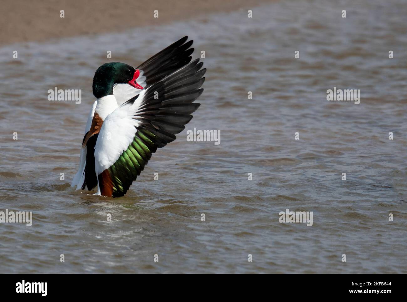 Shelduck taken at Connahs Quay nature reserve, Dee Estuary, North Wales ...