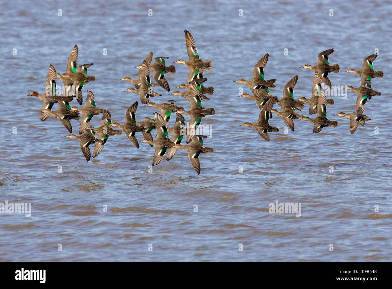 A flock of Teal taken at Connahs Quay nature reserve on the Dee Estuary ...