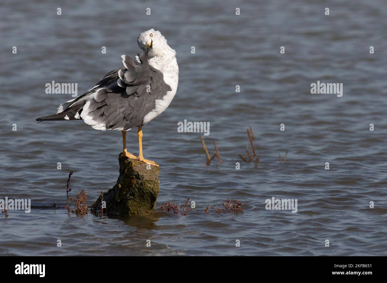Lesser Black Backed Gull taken at Connahs Quay nature reserve on the ...