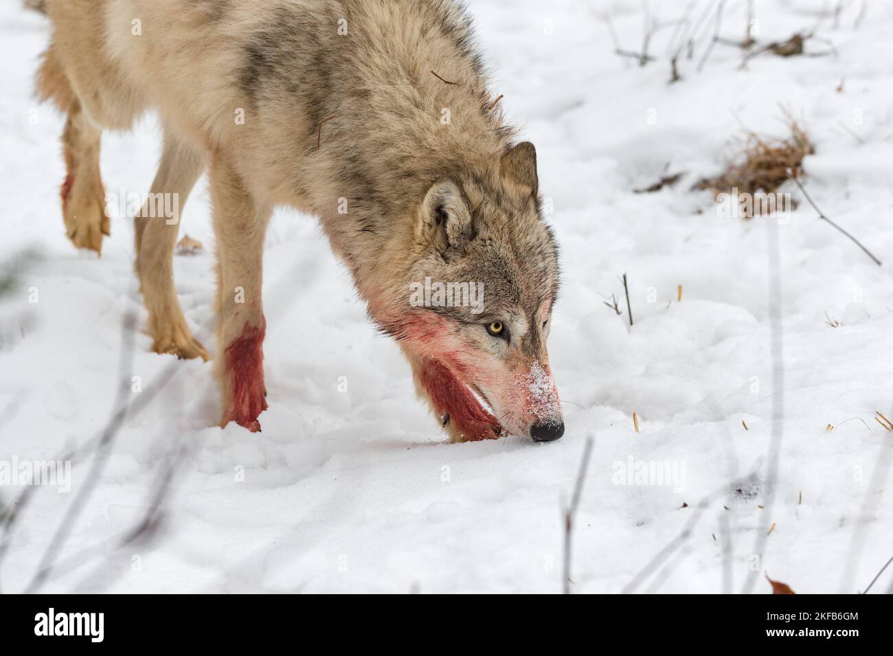 Grey Wolf (Canis lupus) With Bloody Paws and Face Walks By Winter ...