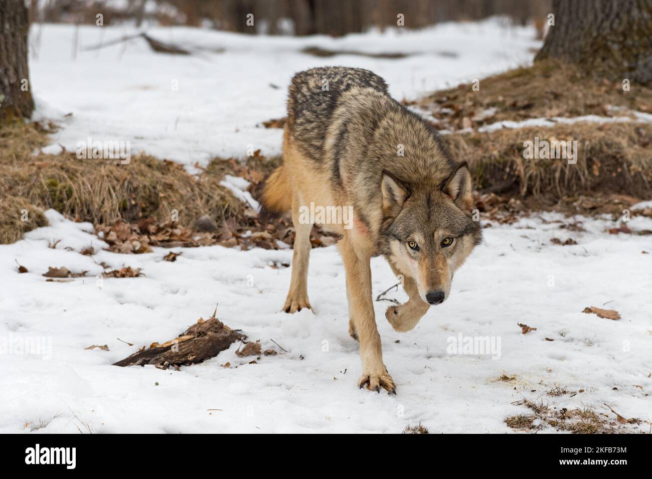 Grey Wolf (Canis lupus) Steps Forward Front Paw Up Winter - captive ...