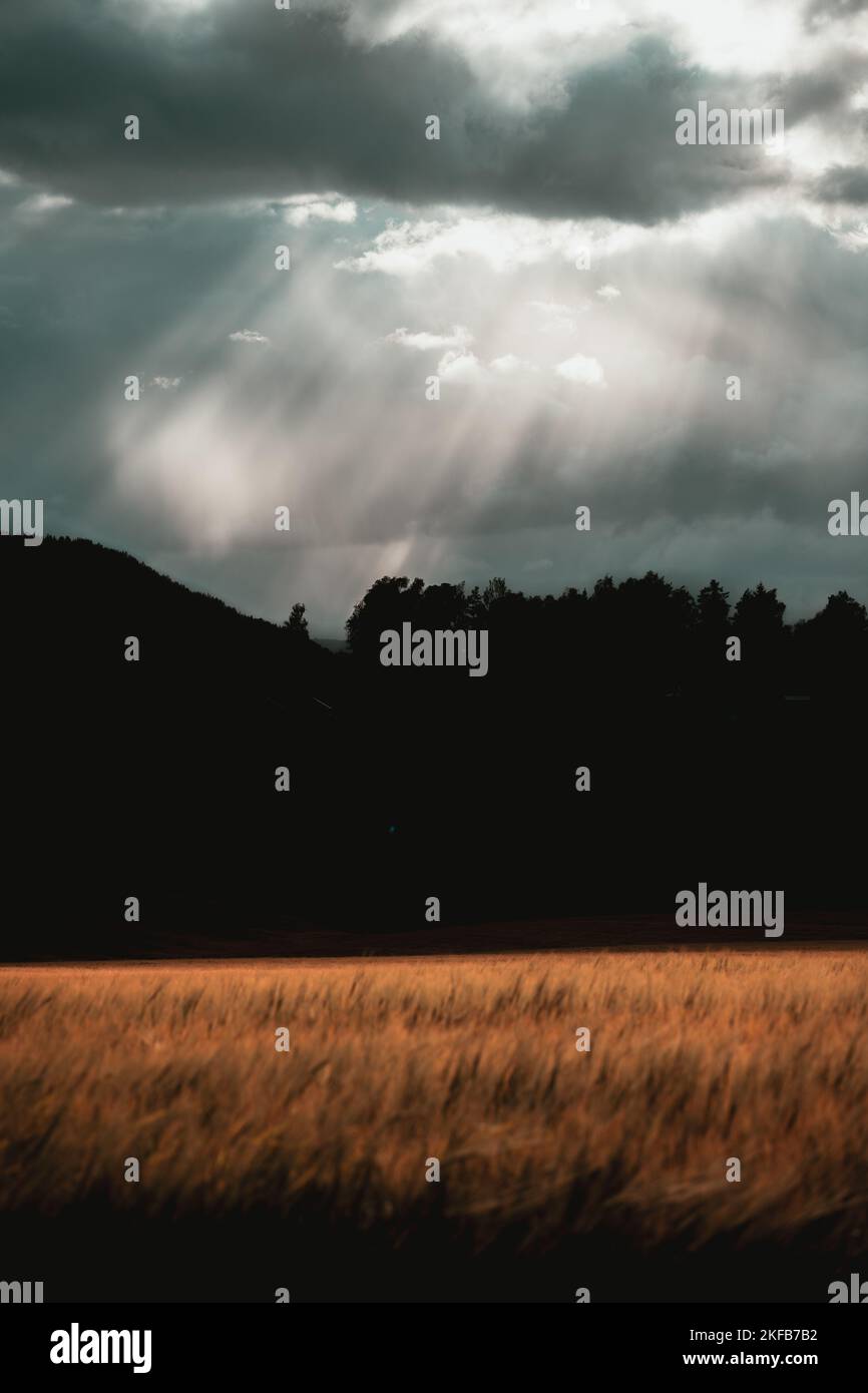 Outdoor scenery grain field hi-res stock photography and images - Alamy