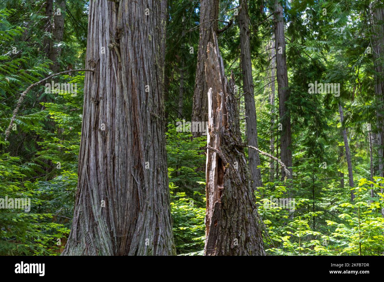 Hikers enjoy a dense Cedar Forest with a stand of Old Growth on the Hidden Lakes Hiking Trail ...