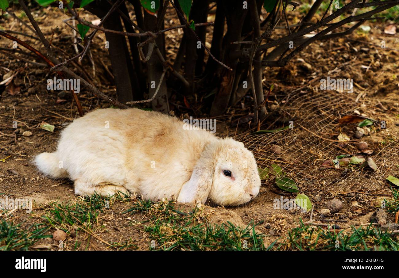 a beautiful little rabbit of the French RAM breed is resting in the ...