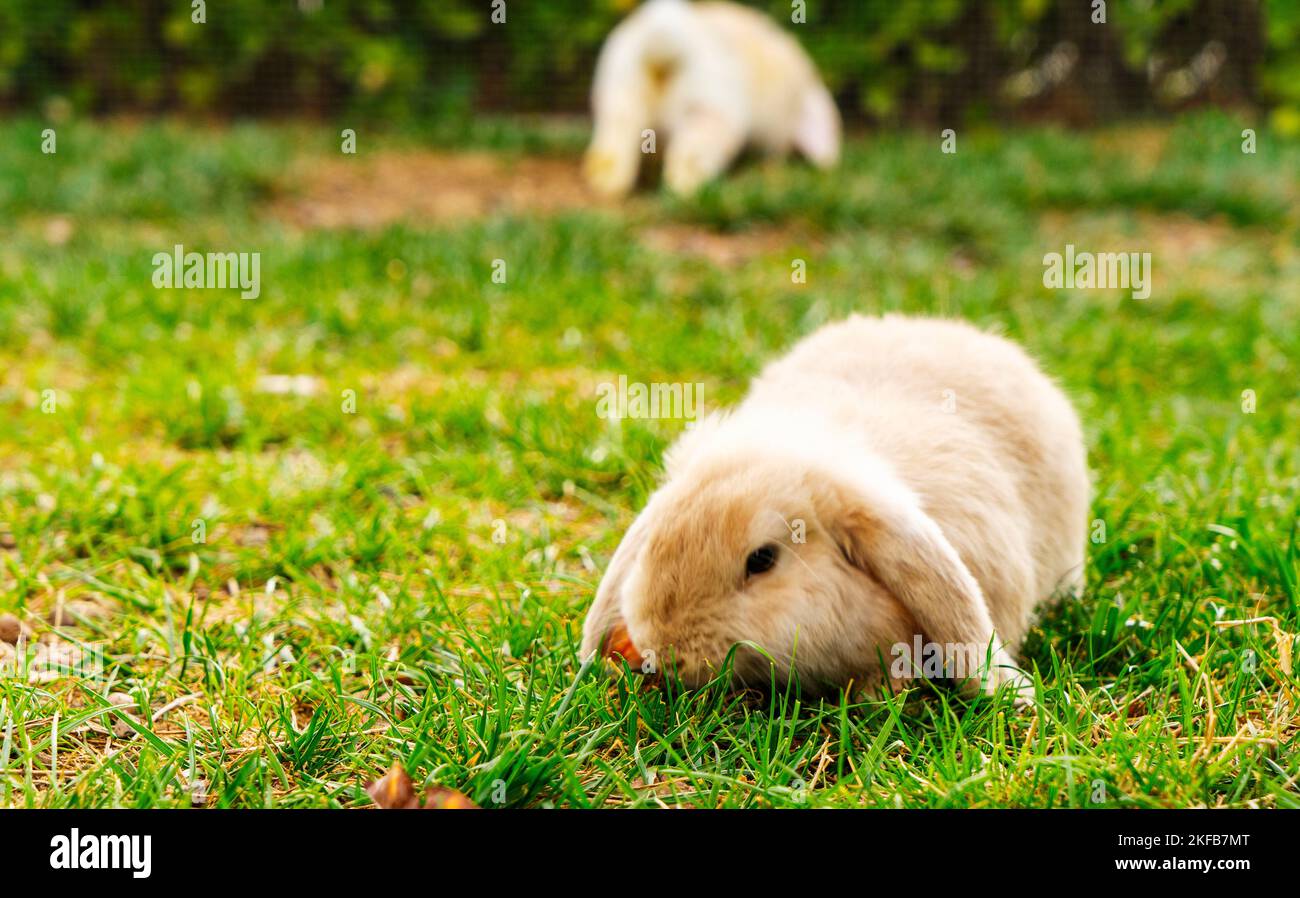 a beautiful little rabbit of the French RAM breed is resting in the ...