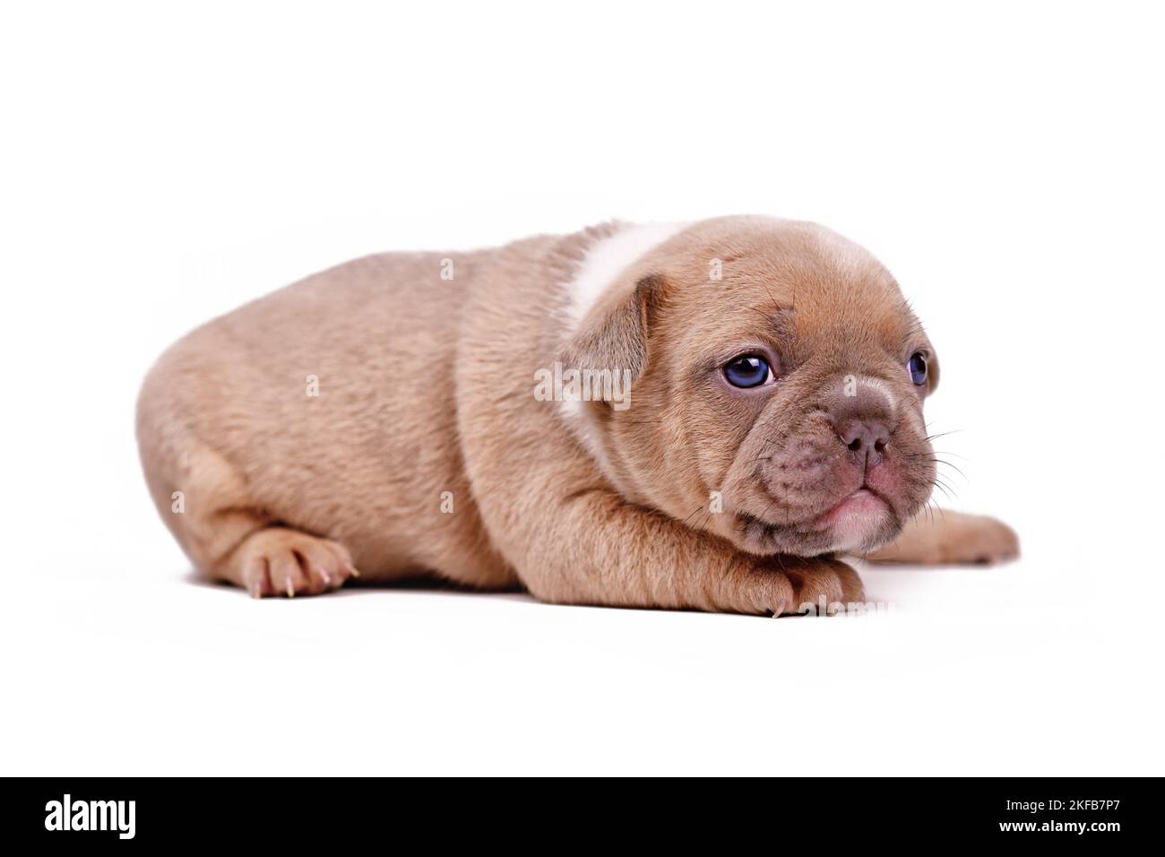Red fawn colored French Bulldog dog puppy on white background Stock ...