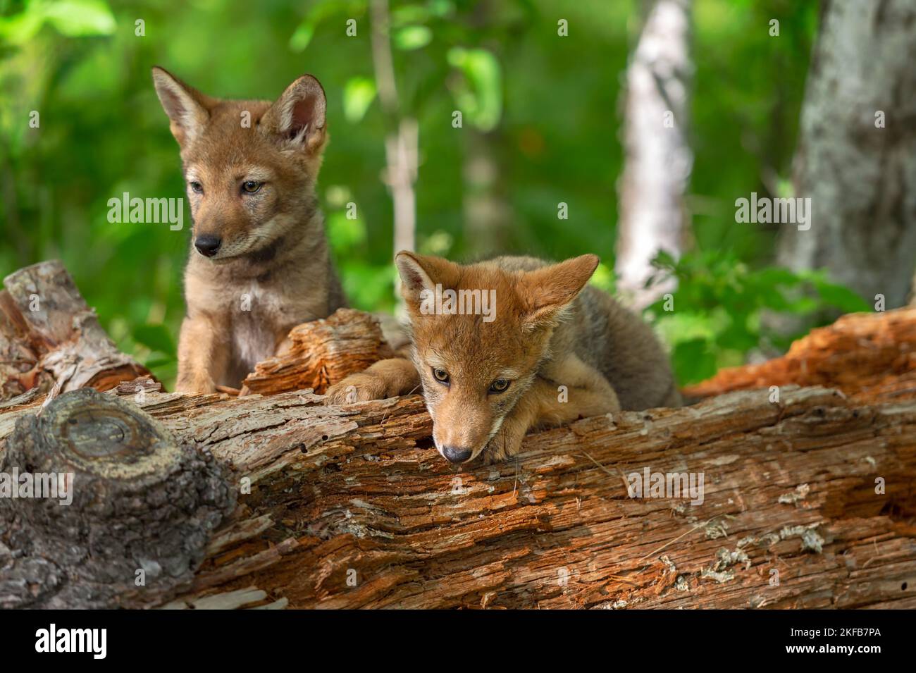 Coyote Pup (Canis latrans) Looks Down Side of Log Sibling Behind Summer ...