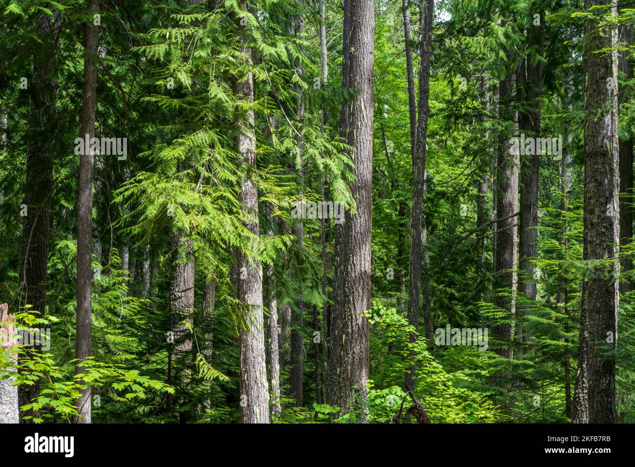 Hikers enjoy a dense Cedar Forest with a stand of Old Growth on the ...