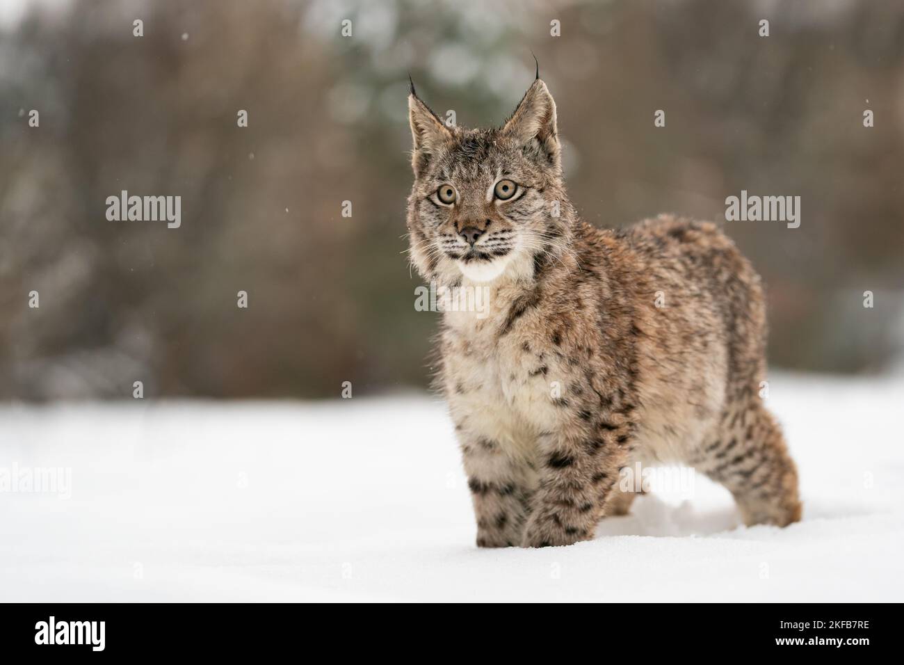Lynx cub standing in the snow and looking front to the camera. Winter ...