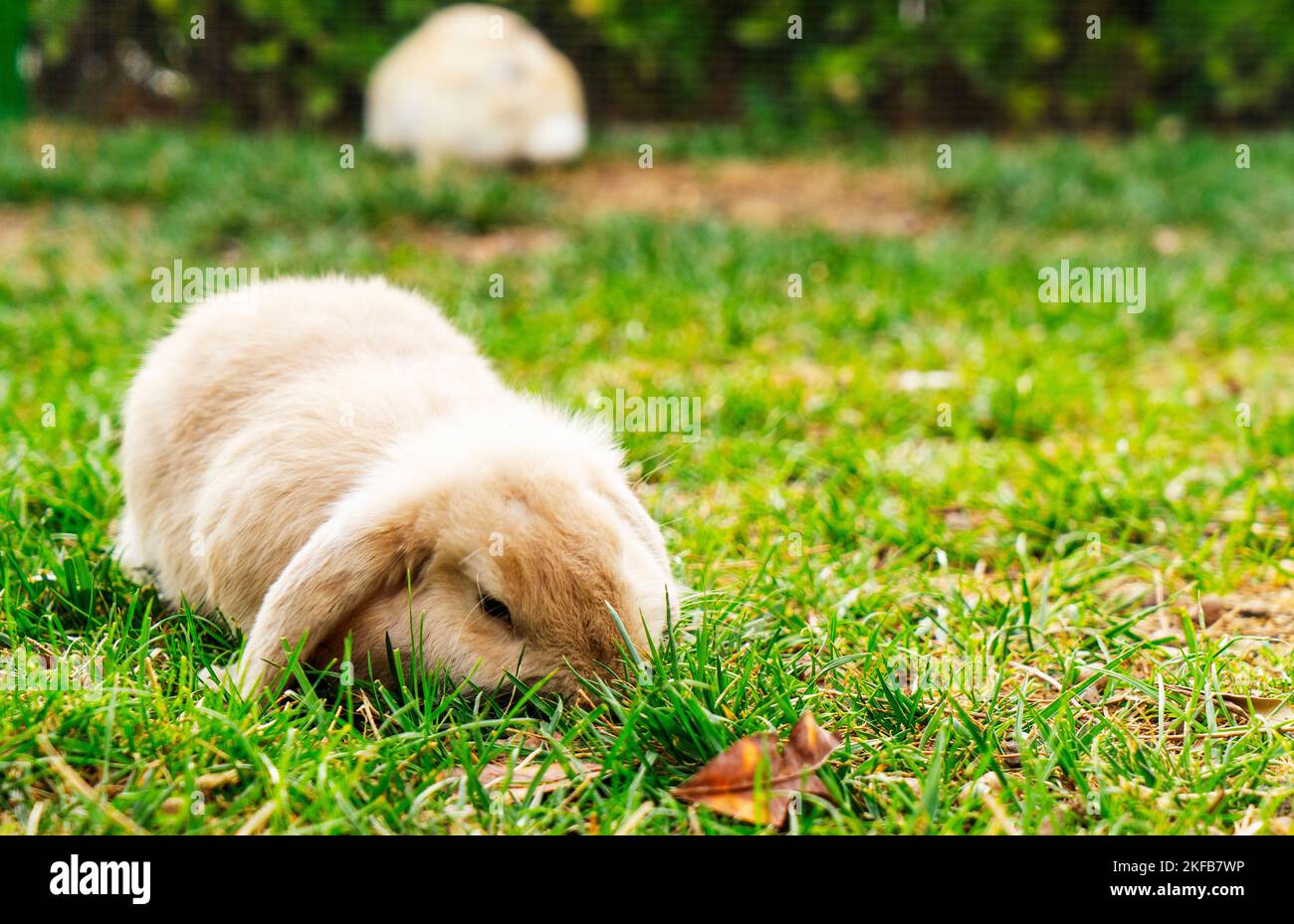 a beautiful little rabbit of the French RAM breed is resting in the ...