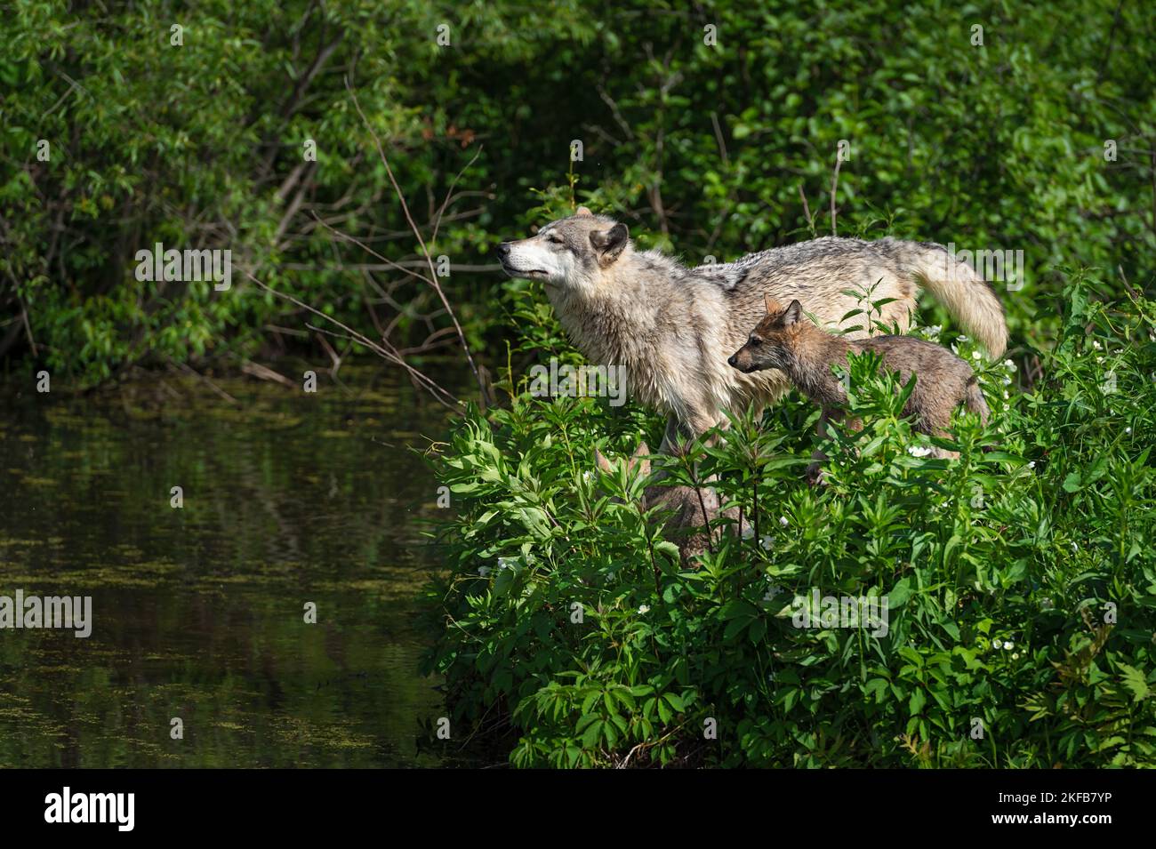 Adult Grey Wolf (Canis lupus) Lifts Nose With Two Pups on Island Summer ...
