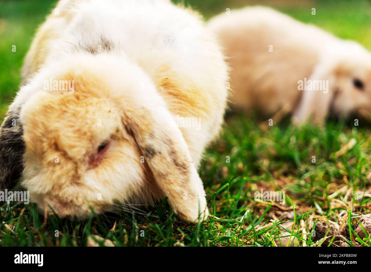 a beautiful little rabbit of the French RAM breed is resting in the ...