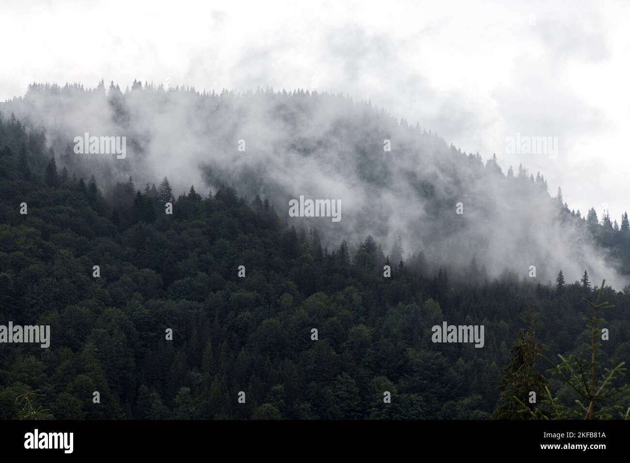 Misty dark forest mountain range in gray deep fog and clouds rising up ...
