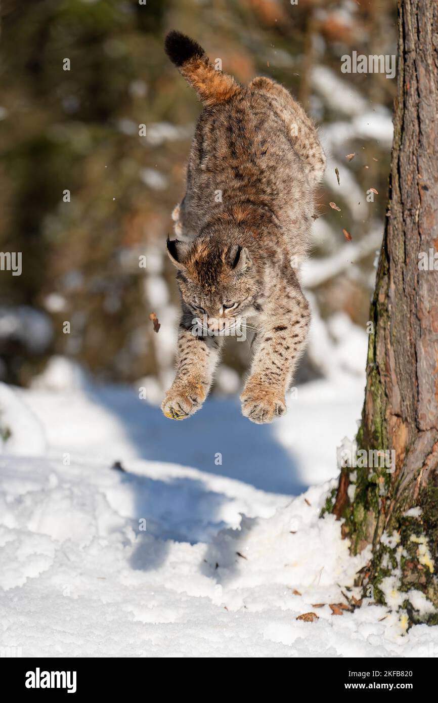 From eurasian lynx hi-res stock photography and images - Alamy
