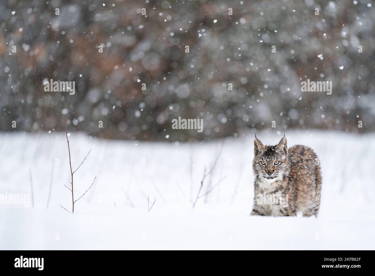 Lynx walking on the snow field in heavily snowing. Cold winter with ...