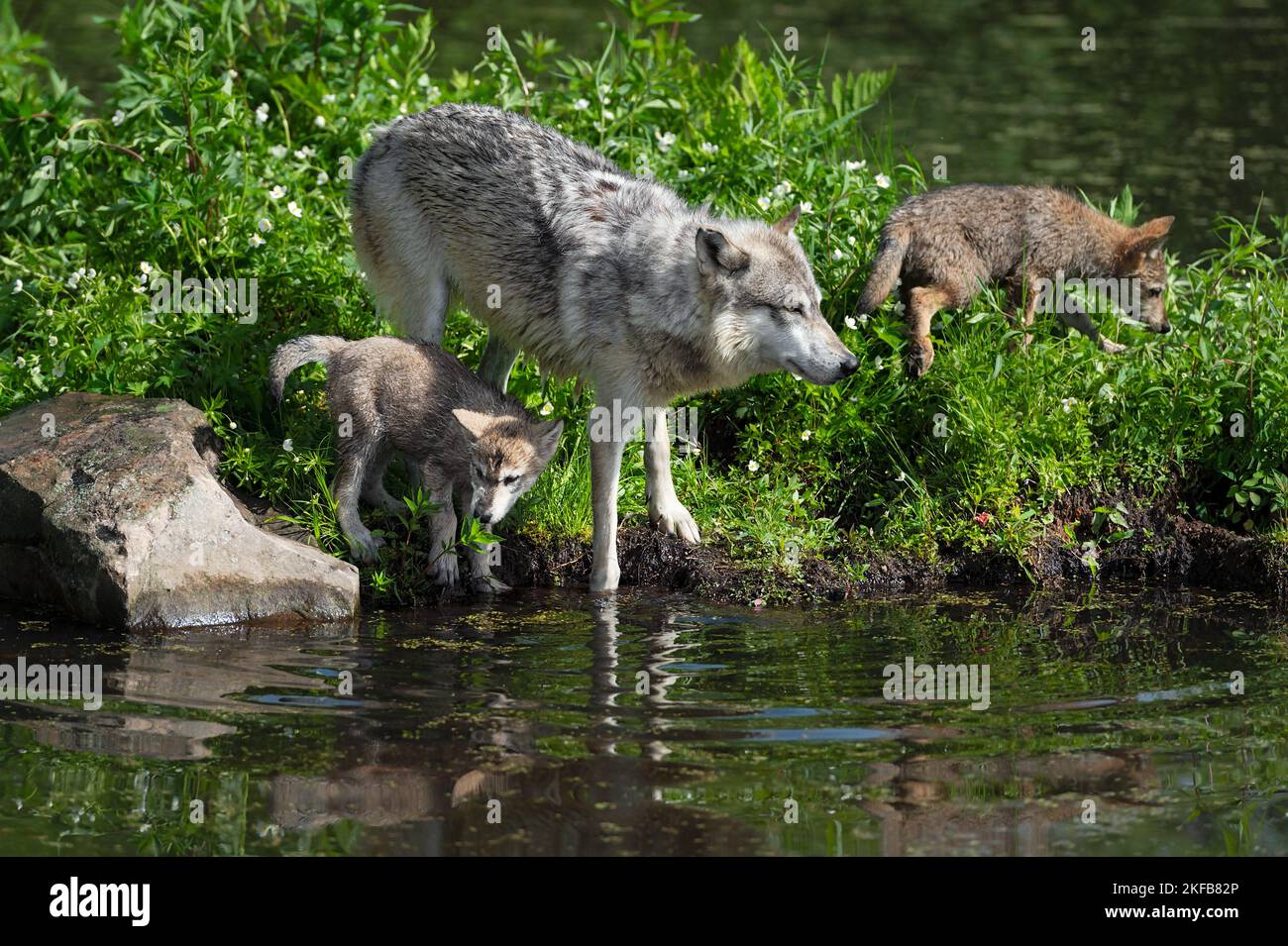 Grey Wolf (Canis lupus) Pups and Adult on Edge of Island Reflected in ...