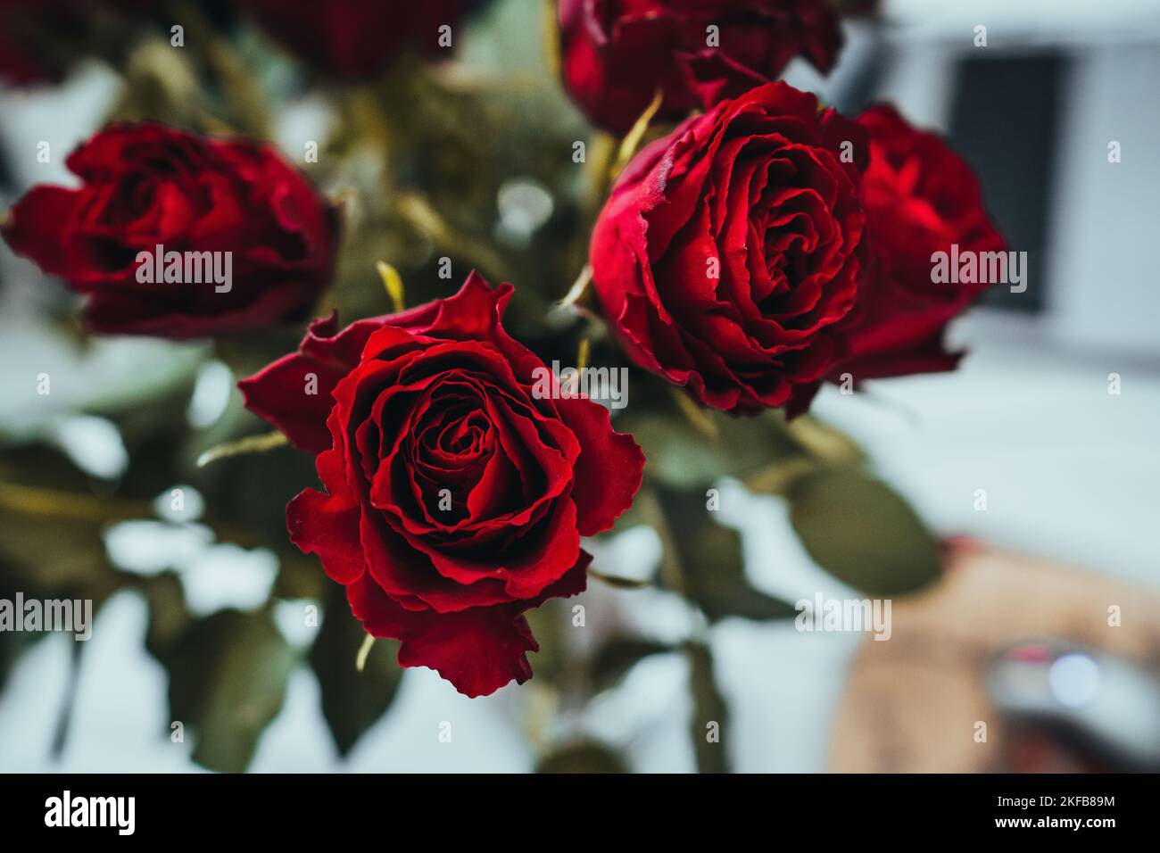 A vivid photograph of some beautiful red roses Stock Photo - Alamy