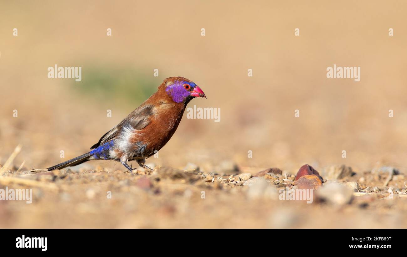 Violet eared Waxbill feasting on flying ants Stock Photo - Alamy