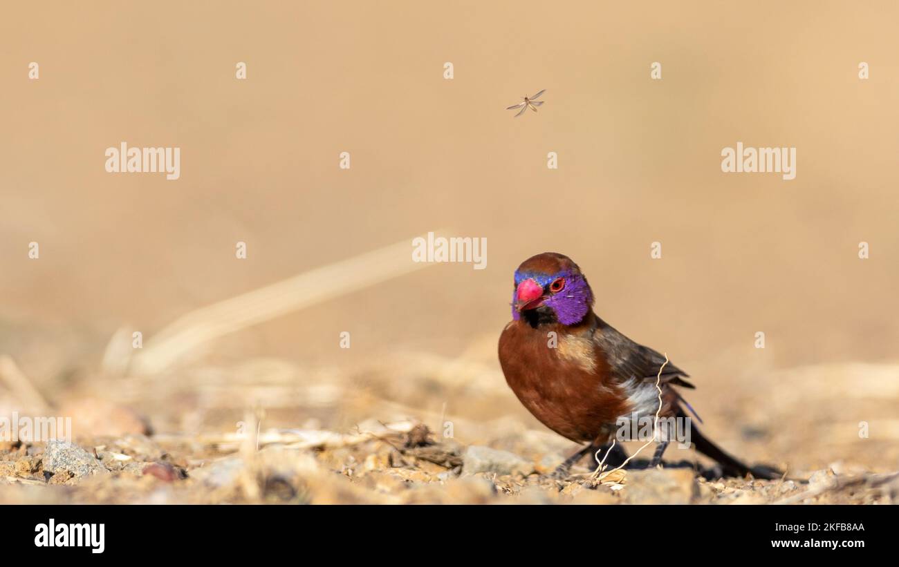 Violet eared Waxbill feasting flying ants Stock Photo - Alamy