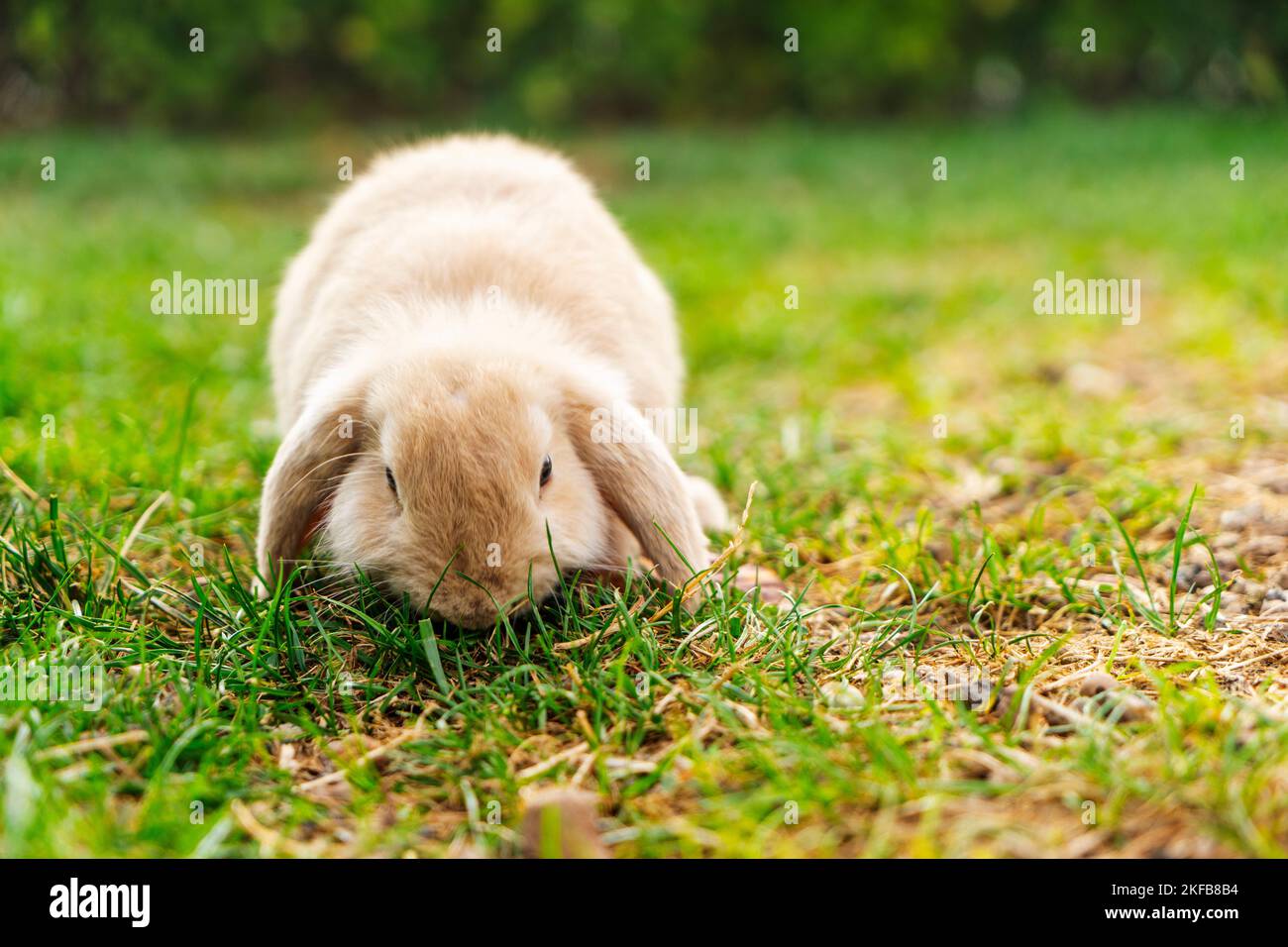 a beautiful little rabbit of the French RAM breed is resting in the ...