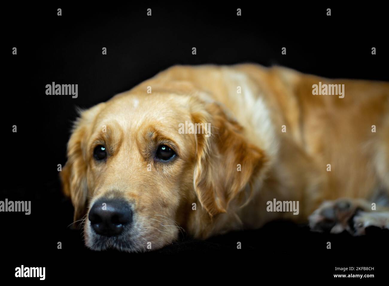 Golden Retriever breed looking sad on black background Stock Photo - Alamy