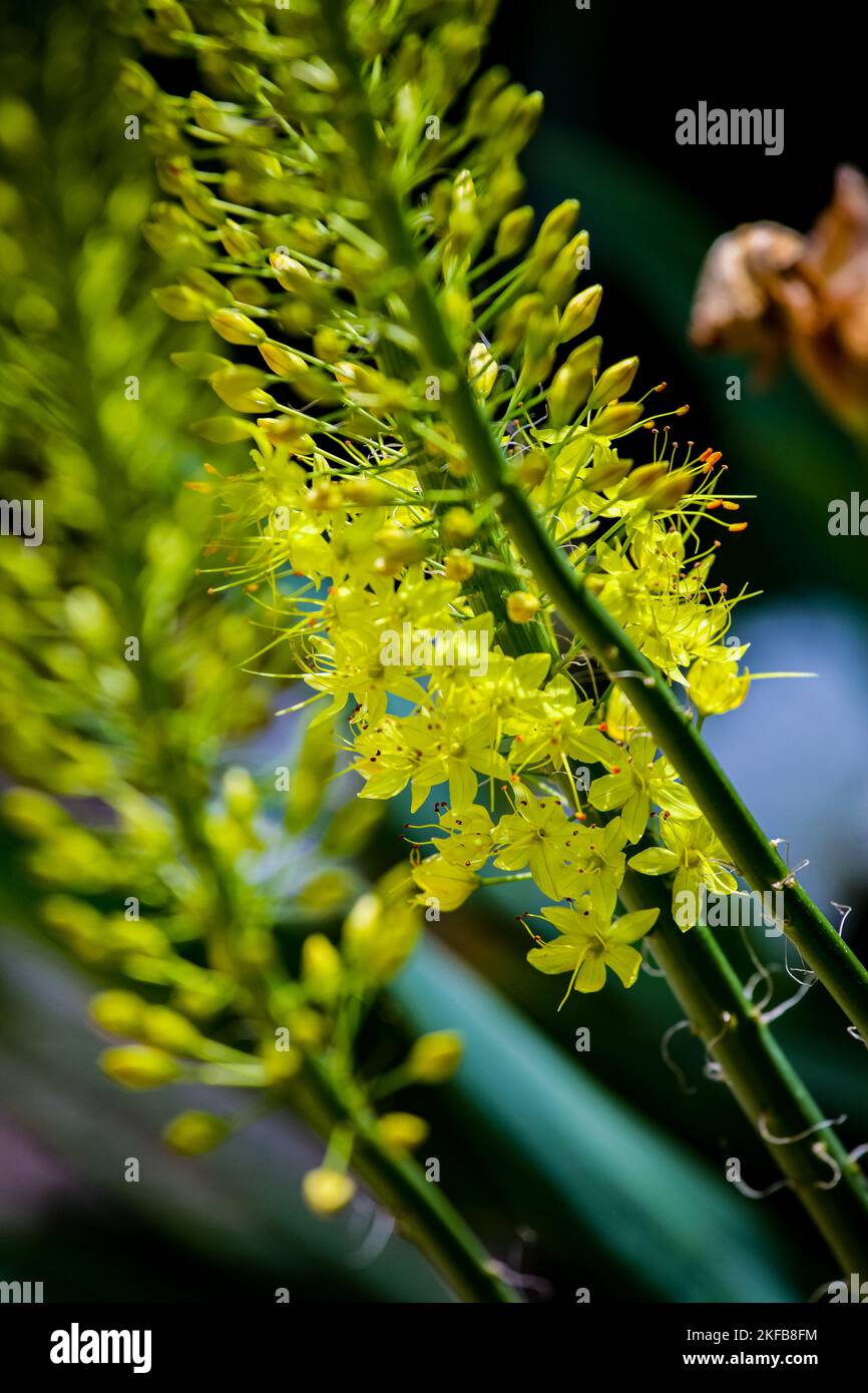 Closeup detail of Narrow leaved foxtail lily (Eremurus stenophyllus ...